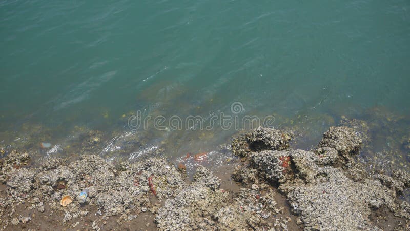 Chapora river, Goa stock image. Image of rivers, india - 87522655