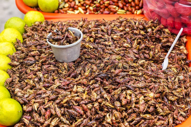 Chapulines stock image. Image of crunchy, traditional - 94493415