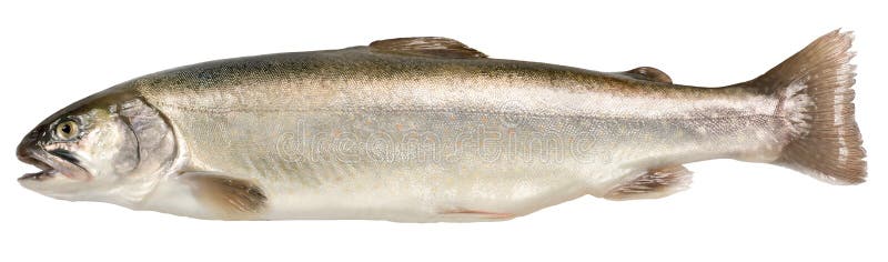 Char fish stock image. Image of edible, white, fish, fresh - 57418707