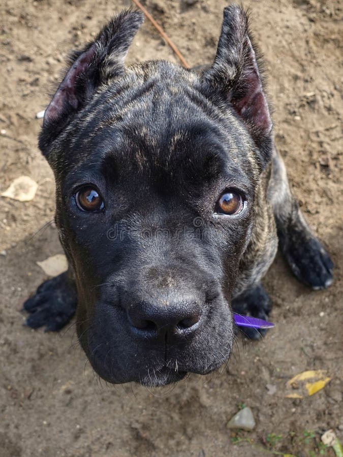 Chara stock photo. Image of dogs, animal, animals, puppy - 65921374