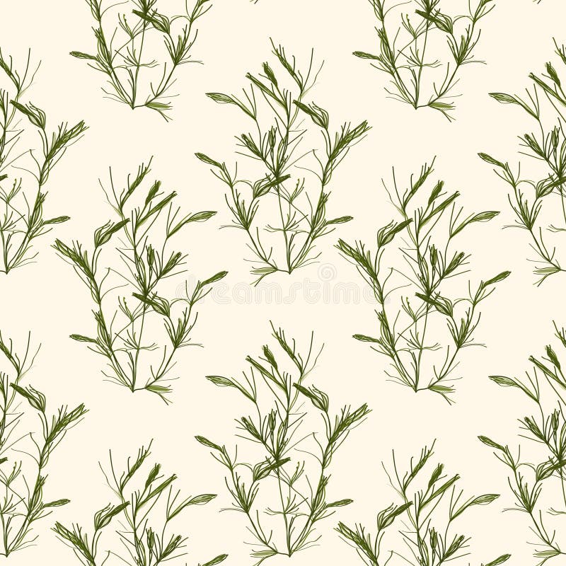 Chara Fragilis - a Genus of Charophyte Green Algae. Stock Vector ...