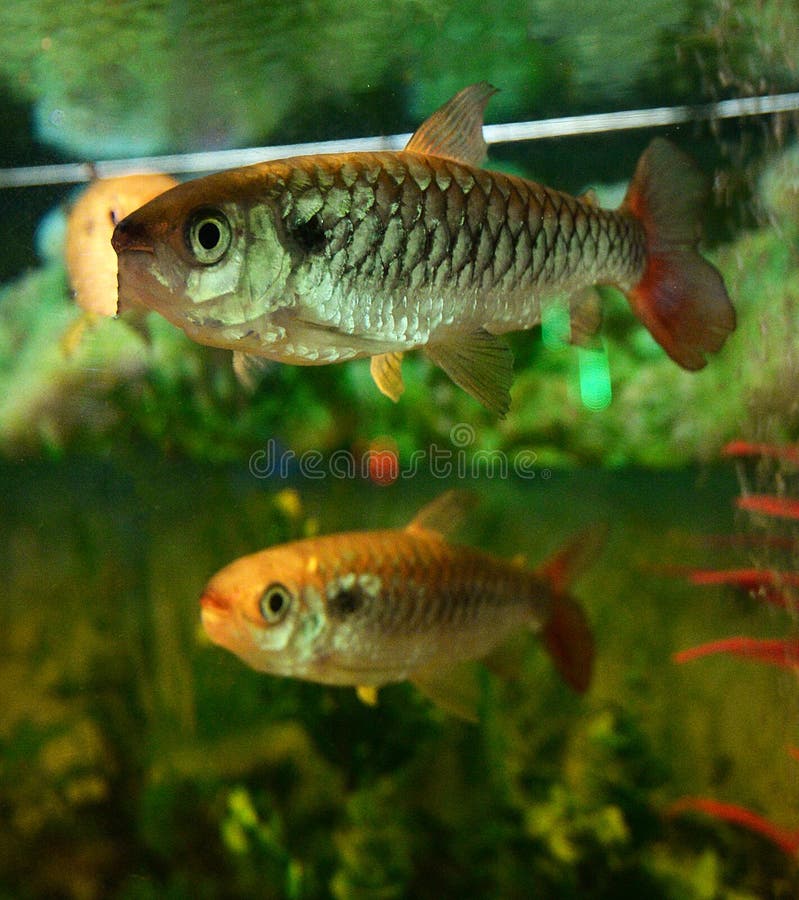 Characin - fish tales stock image. Image of transparent - 68250503
