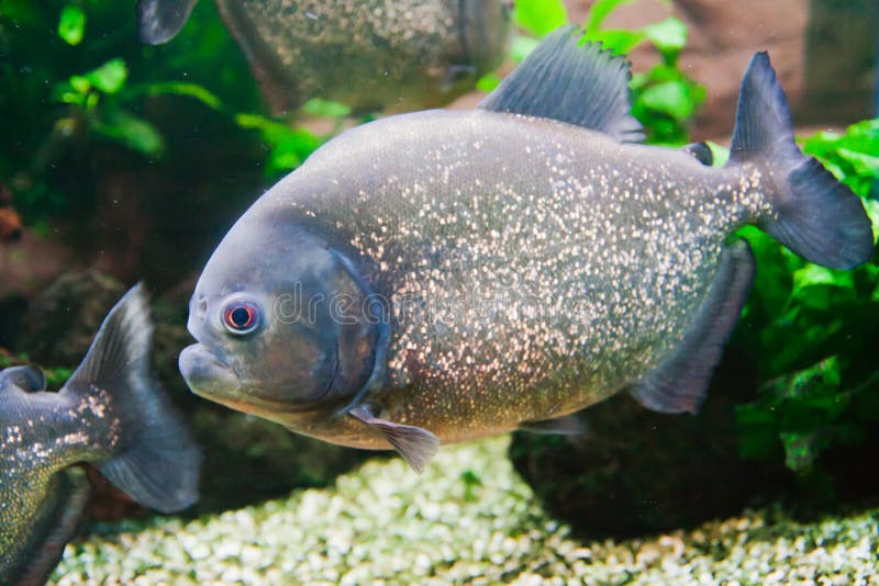 Characins Fish stock image. Image of fish, giant, creature - 26886481