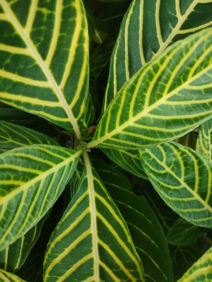 The Characteristic of Plants is the Beauty of Their Patterns Stock ...