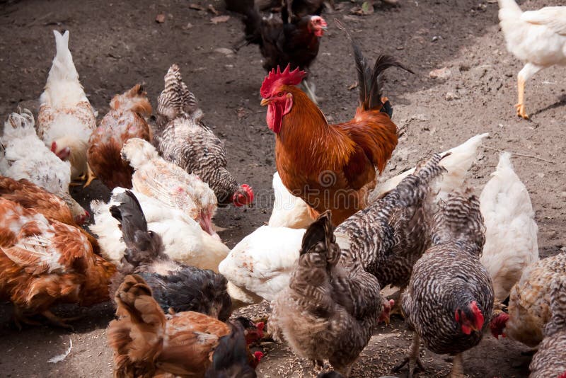 Four Chickens in a Chicken Coop Stock Image - Image of horizontal ...