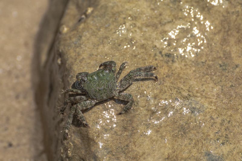 Characteristic Specimen of Mediterranean Crab on Rocks Stock Image ...