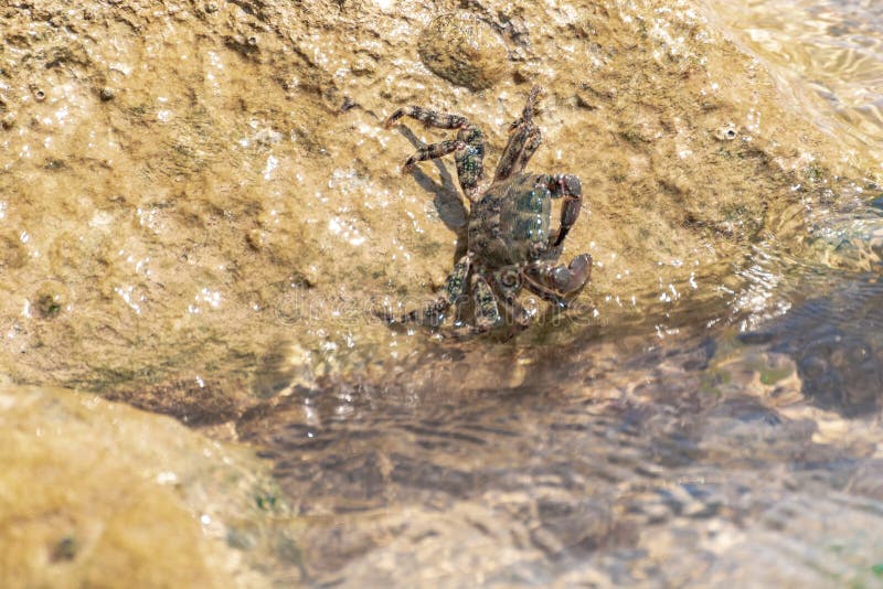 Characteristic Specimen of Mediterranean Crab on Rocks Stock Image ...