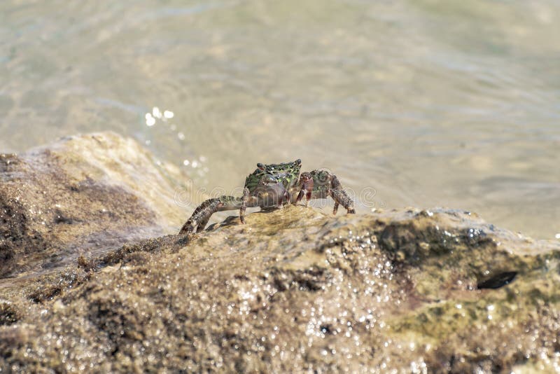 Characteristic Specimen of Mediterranean Crab on Rocks Stock Image ...