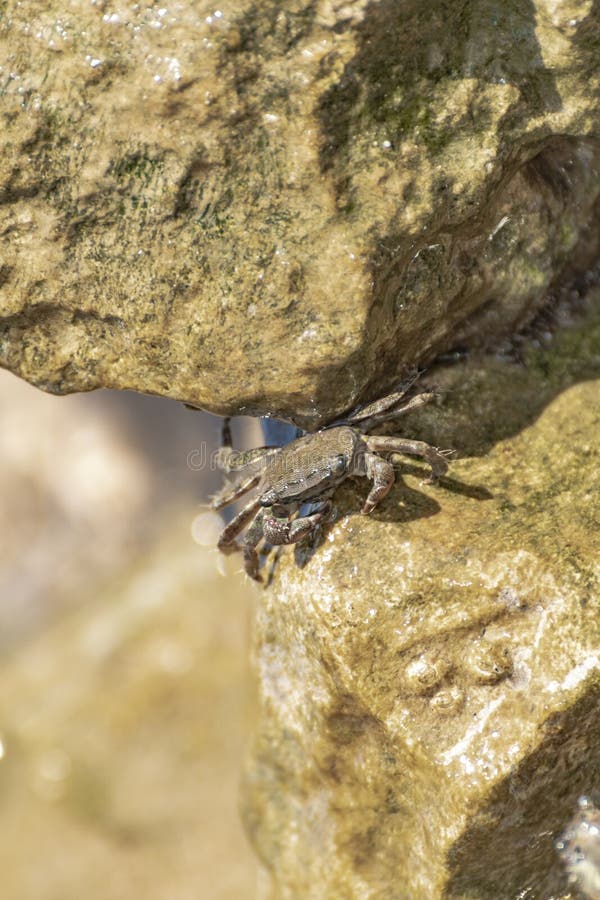 Characteristic Specimen of Mediterranean Crab on Rocks Stock Image ...