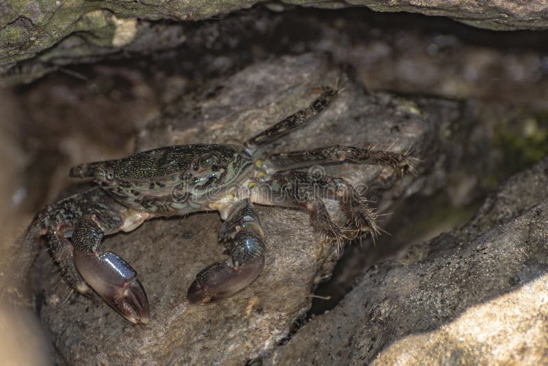Characteristic Specimen of Mediterranean Crab on Rocks Stock Photo ...