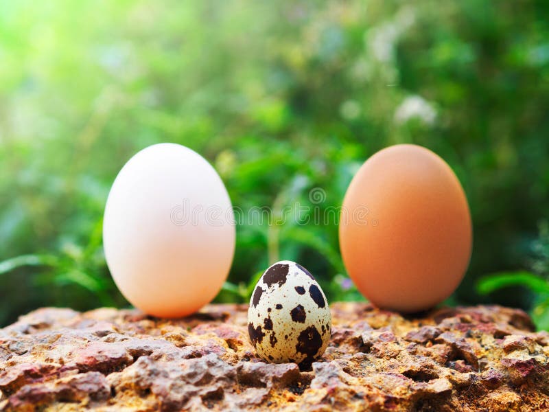 Characteristic of Three Type Eggs: Chicken Egg, Duck Egg, and Quail Egg ...