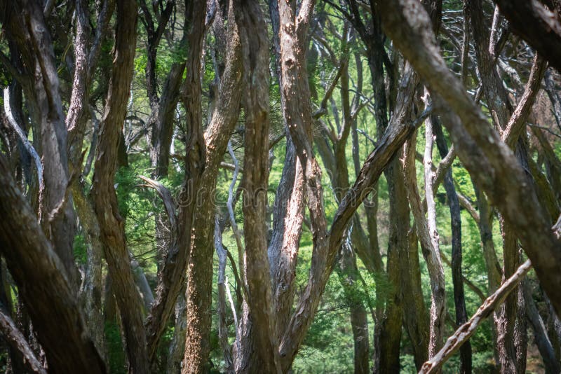 Characteristic Wriggly Stems and Bark Patterns of Ti Tree Stock Image ...
