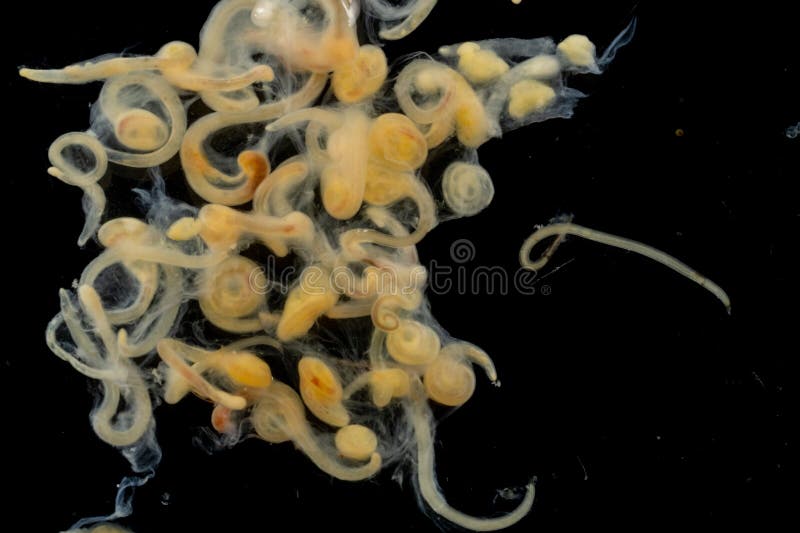 Thorny-headed Worms, or Spiny-headed Worms and Ascaris Under the ...