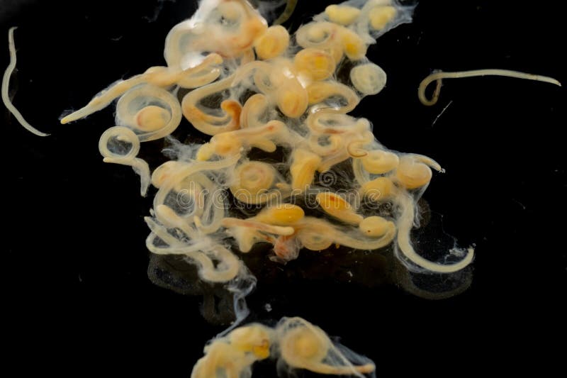 Thorny-headed Worms, or Spiny-headed Worms and Ascaris Under the ...