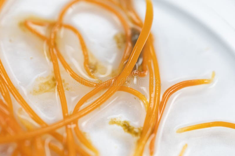 Thorny-headed Worms, or Spiny-headed Worms and Ascaris Under the ...