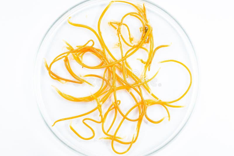 Thorny-headed Worms, or Spiny-headed Worms and Ascaris Under the ...