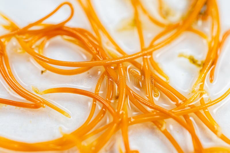 Thorny-headed Worms, or Spiny-headed Worms and Ascaris Under the ...