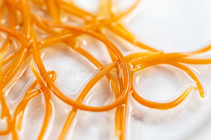 Thorny-headed Worms, or Spiny-headed Worms and Ascaris Under the ...