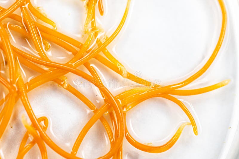 Thorny-headed Worms, or Spiny-headed Worms and Ascaris Under the ...