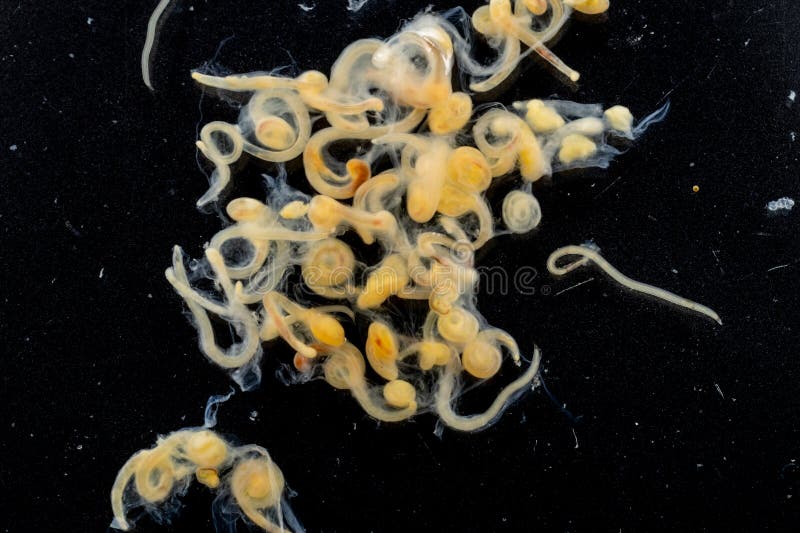 Thorny-headed Worms, or Spiny-headed Worms and Ascaris Under the ...