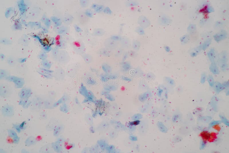 Epithelial Cells Under Microscope Labeled