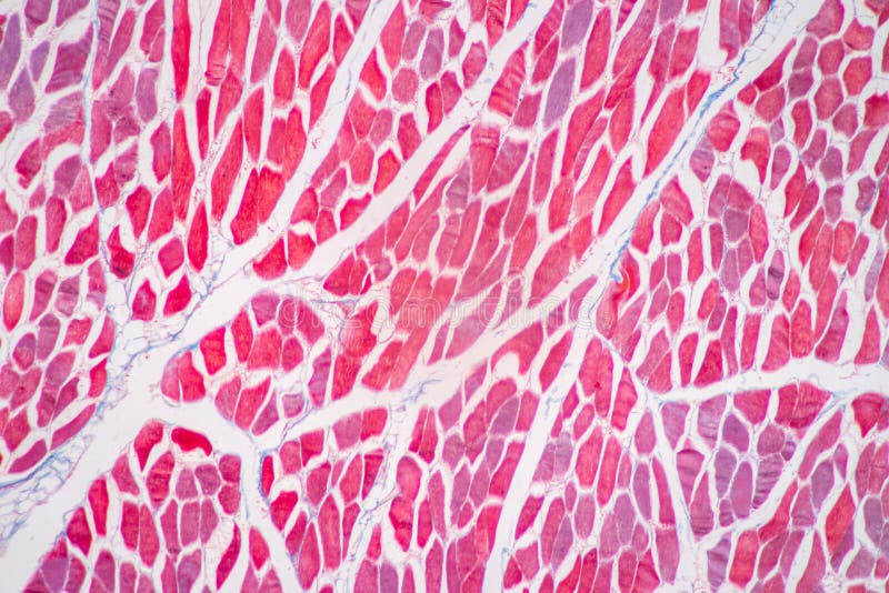 Histological Sample Striated Skeletal Muscle Of Mammal Tissue Under The ...