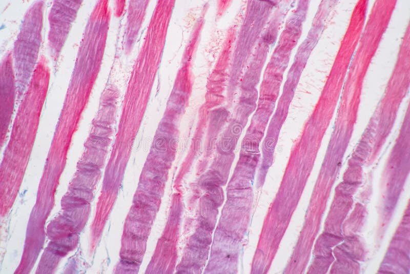 Histological Sample Striated Skeletal Muscle of Mammal Tissue Under the ...