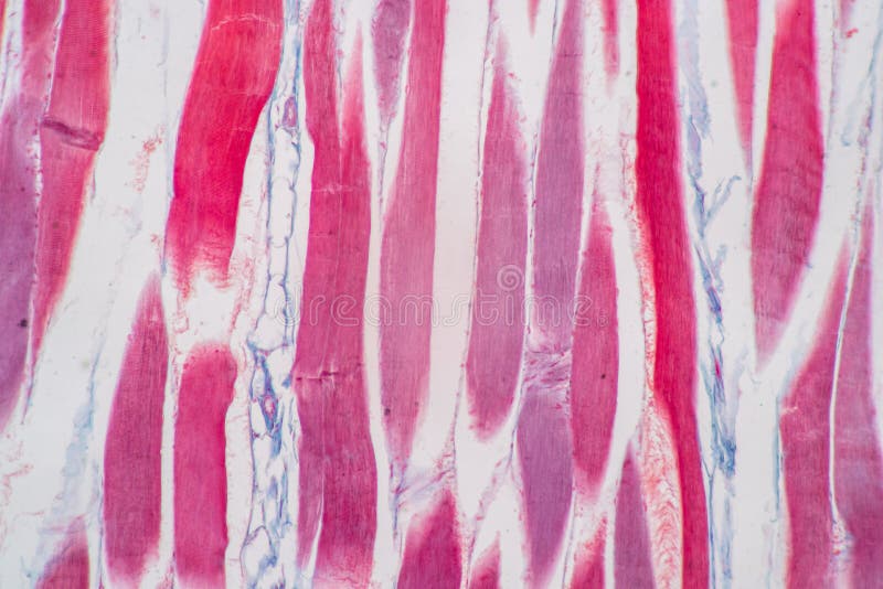 Skeletal Muscle Tissue Slide 100x