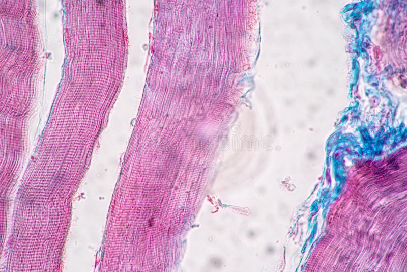 Histological Sample Striated Skeletal Muscle of Mammal Tissue Under the ...