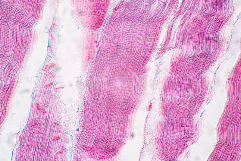 Histological Sample Striated Skeletal Muscle of Mammal Tissue Under the ...
