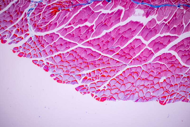 Histological Sample Striated Skeletal Muscle of Mammal Tissue Under the ...