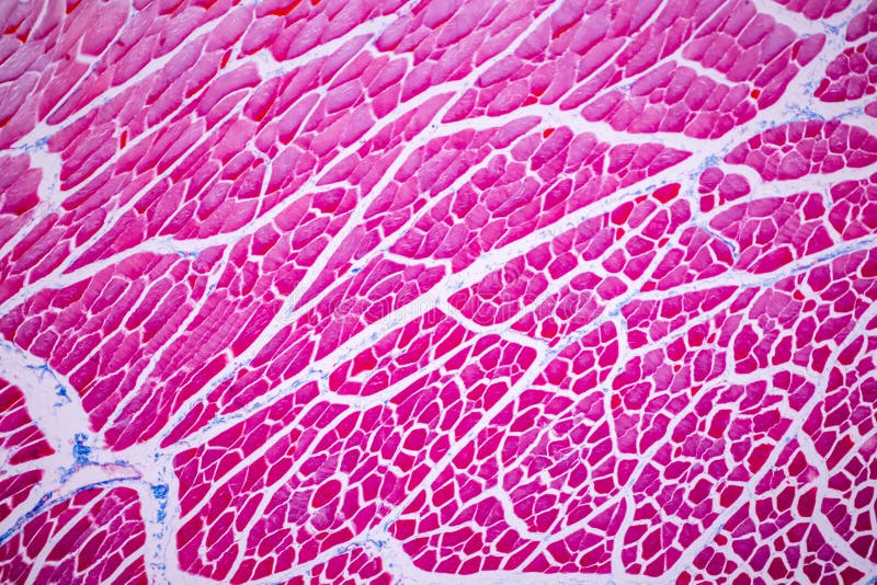Histological Sample Striated Skeletal Muscle of Mammal Tissue Under the ...