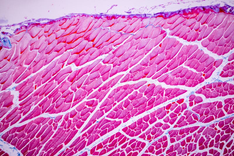 Skeletal Striated Muscle Tissue Under the Microscope Stock Image ...