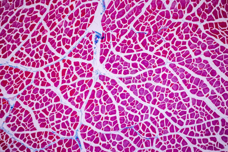 Histological Sample Striated Skeletal Muscle of Mammal Tissue Under the ...