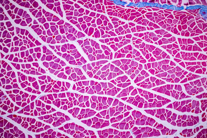 Histological Sample Striated Skeletal Muscle of Mammal Tissue Under the ...