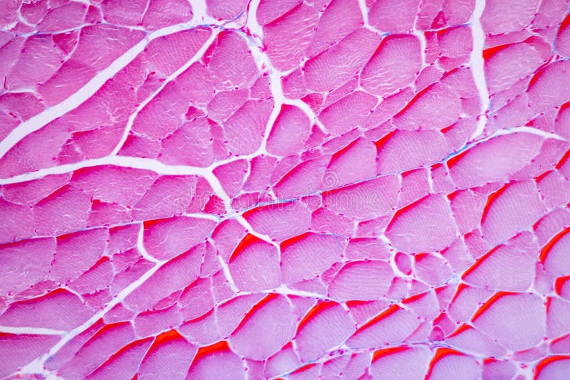Histological Sample Striated Skeletal Muscle of Mammal Tissue Under the ...