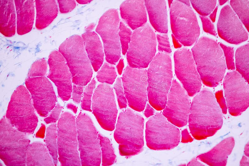 Histological Sample Striated Skeletal Muscle of Mammal Tissue Under the ...