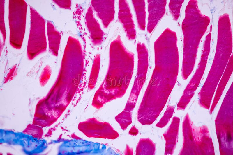 Skeletal Striated Muscle Tissue Under the Microscope Stock Image ...