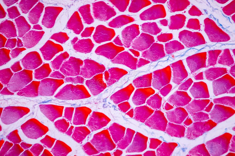 Histological Sample Striated Skeletal Muscle of Mammal Tissue Under the ...