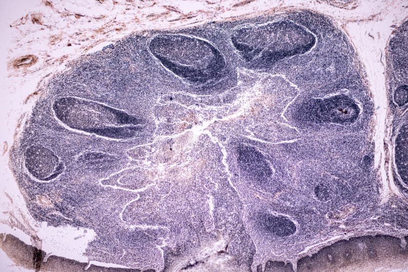 Histological Sample Striated Skeletal Muscle of Mammal Tissue Under the ...