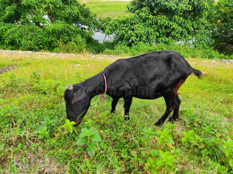 A Black Bengal Goat is Busy To Eat Grass on the Field of India,show in ...