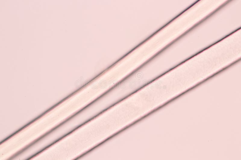 Hair Cell of Human Under Microscope View. Stock Photo - Image of ...