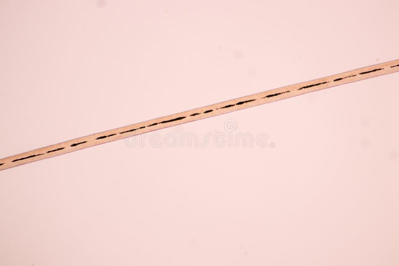 Hair Cell of Human Under Microscope View. Stock Photo - Image of hair ...