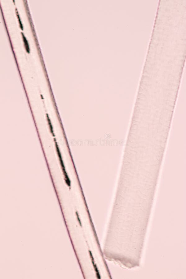 Hair Cell of Human Under Microscope View. Stock Image - Image of brown ...