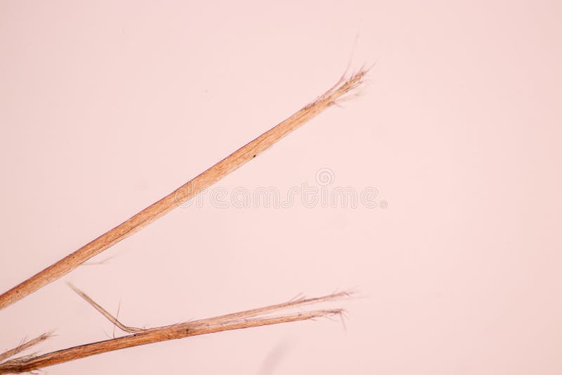 Hair Cell of Human Under Microscope View. Stock Photo - Image of ...