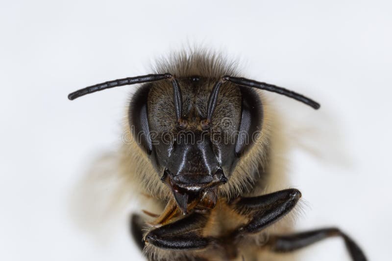 Honey Bee and Stingless Bee Hymenoptera for Education in Laboratory ...