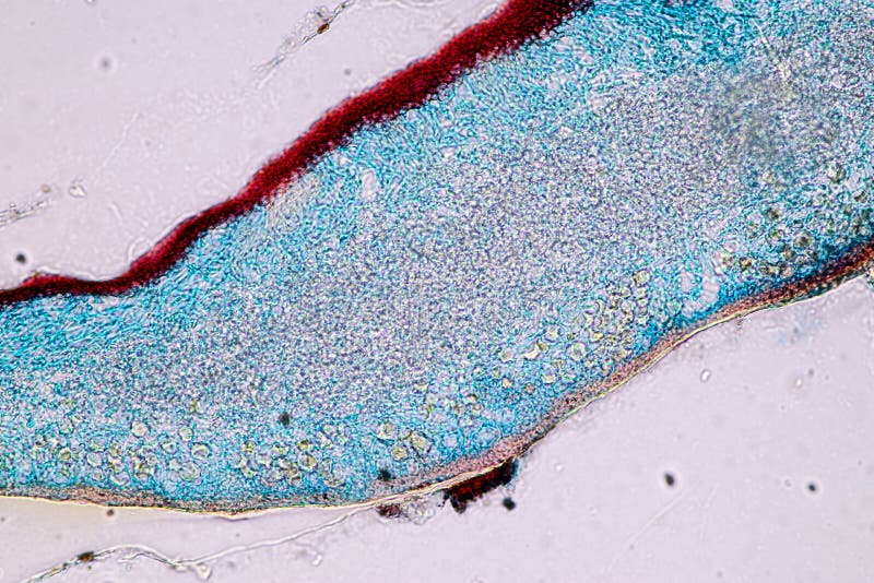 Lichen Microscope Slide