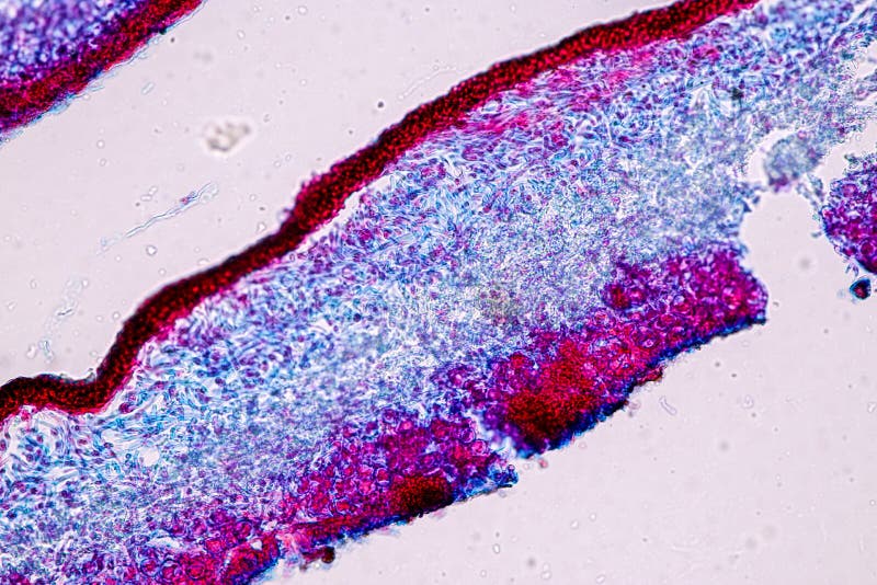 Lichen Thallus Microscope