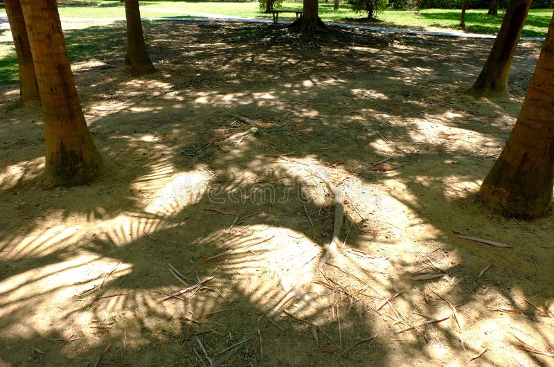 Shadow under sunshine stock photo. Image of life, shinelight - 124905990