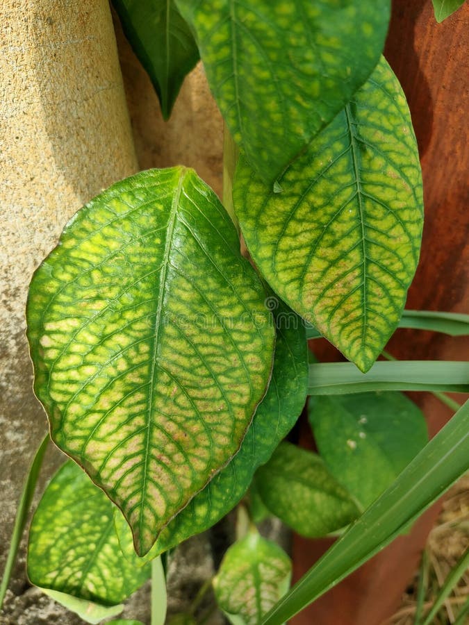 Characteristics of Plant Leaves with Symptoms of Nutrient Deficiency ...